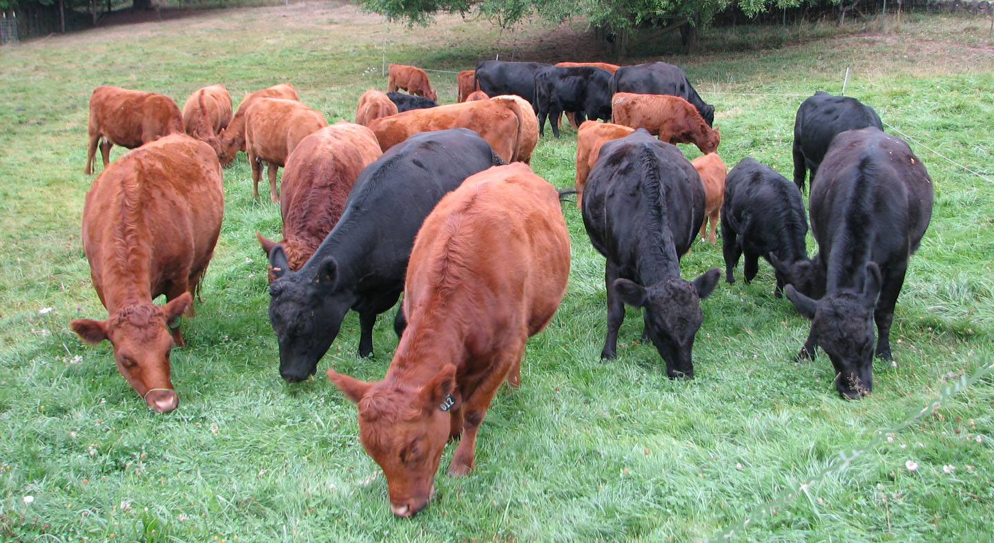 Dexter Cattle Herd
