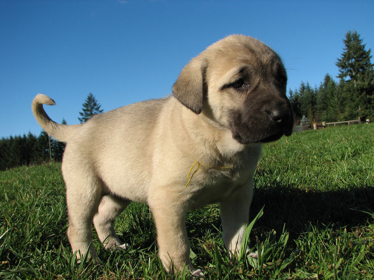 Anatolian Puppies