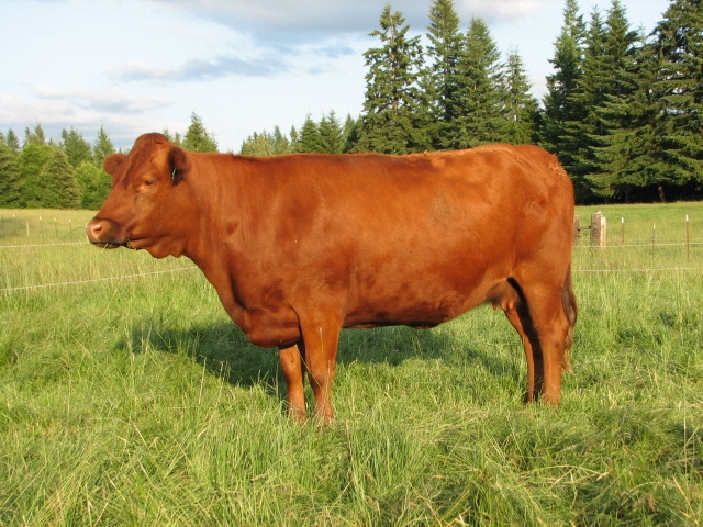 Cascade Meadows Farm Dexter Cattle For Sale